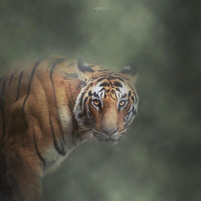 Solo – Siren, Mother, Warrior & Tiger Queen – Ratish Nair